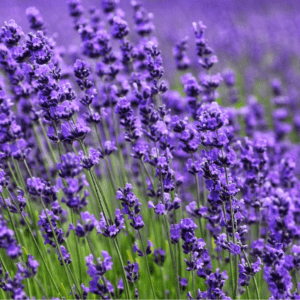 Lavanda: Um Remédio Natural para o Corpo e a Mente - Academia Botânica