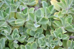 Tipos de Boldo e Seus Usos