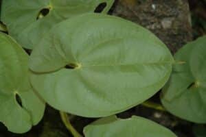 Benefícios da PANC Cará-Roxo - Academia Botânica