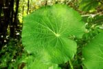 Capeba: Uma Planta Medicinal Poderosa - Academia Botânica